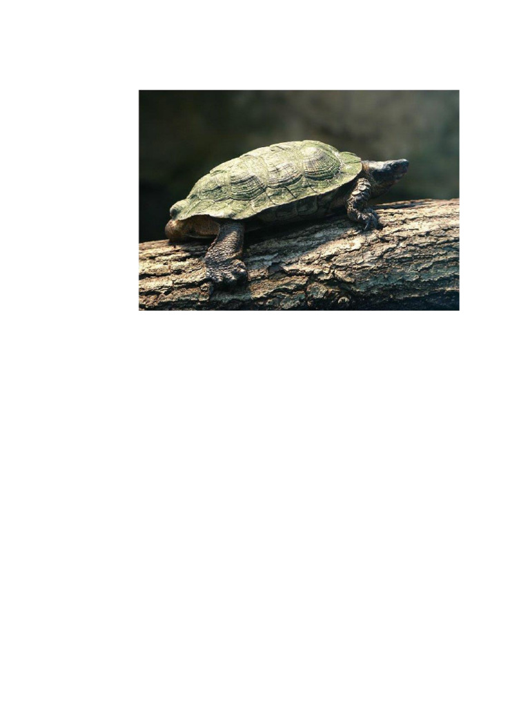 Tortuga Culeando | PDF