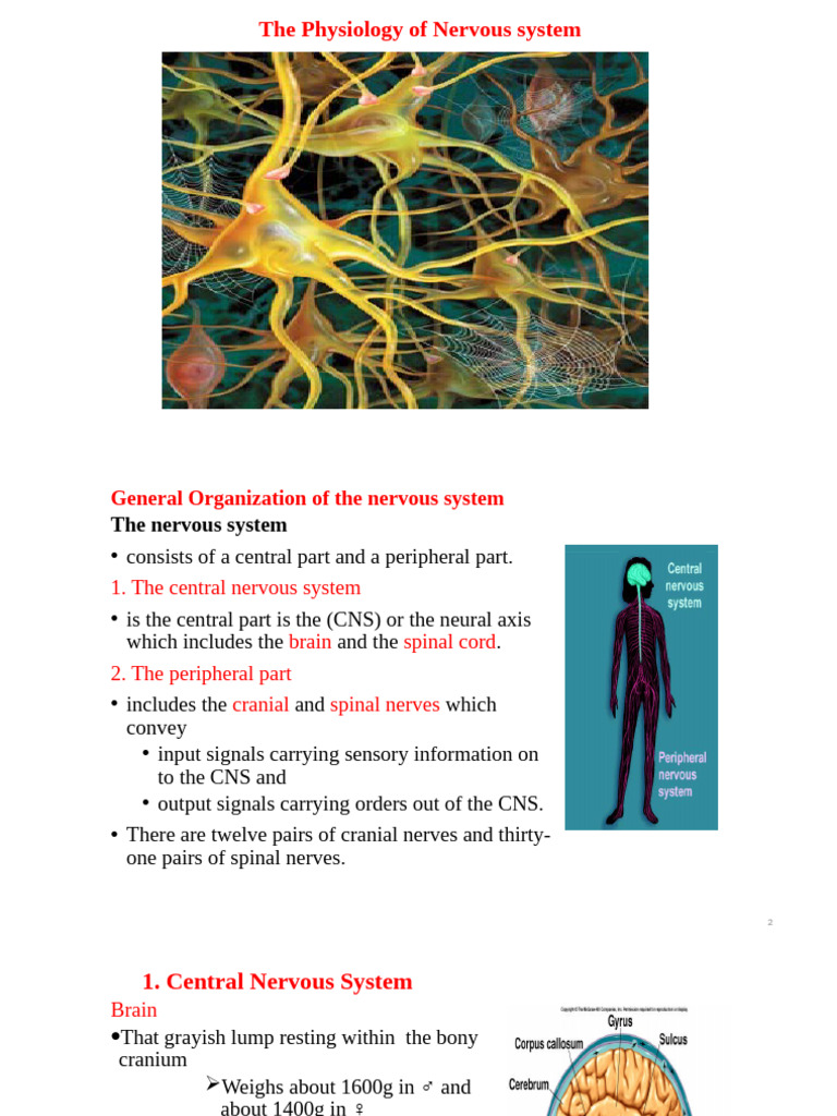 The Physiology of Nerves For Pharmacy | PDF | Chemical Synapse | Synapse
