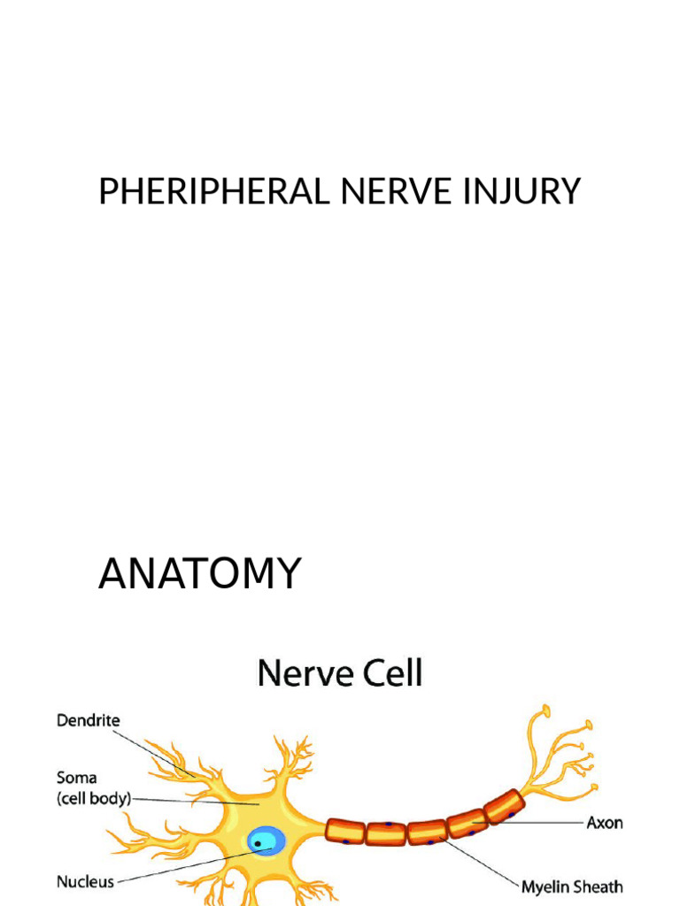 Pheripheral Nerve Injury | PDF | Nerve | Neurological Disorders