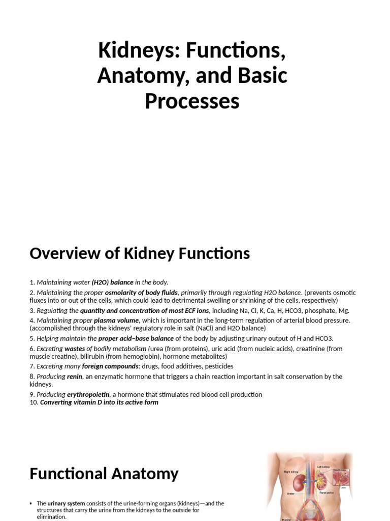 Kidney 1-2 - Functions, Anatomy, Basic Processes | PDF | Kidney ...