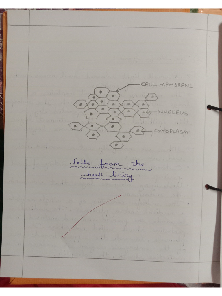 Biology Project Class 9B Second Term 2023-24 | PDF