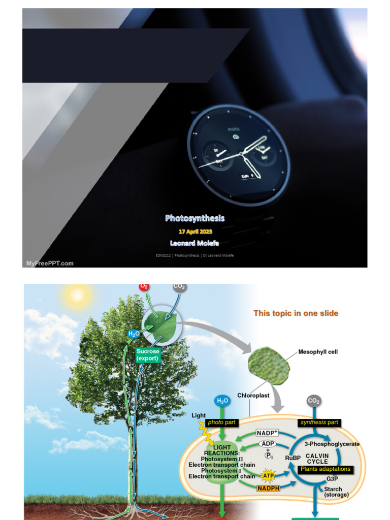 Photosynthesis_2023_Final copy | PDF | Photosynthesis | Chloroplast