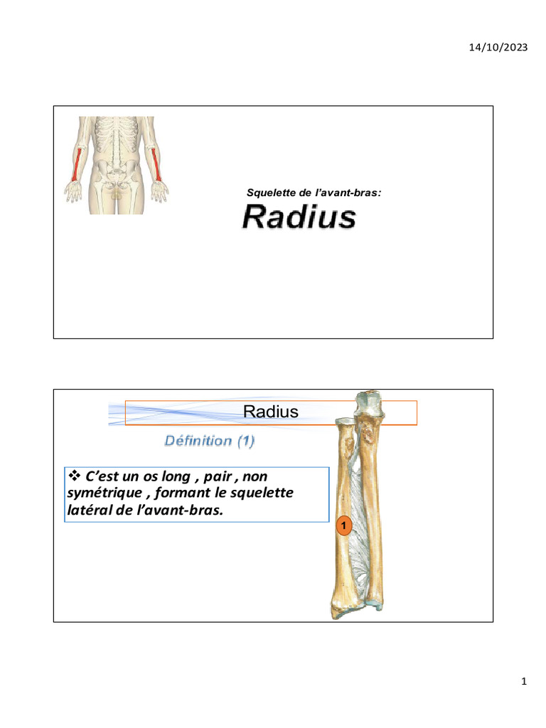 Anatomie du Radius dans l'Avant-bras | PDF | Anatomie humaine ...