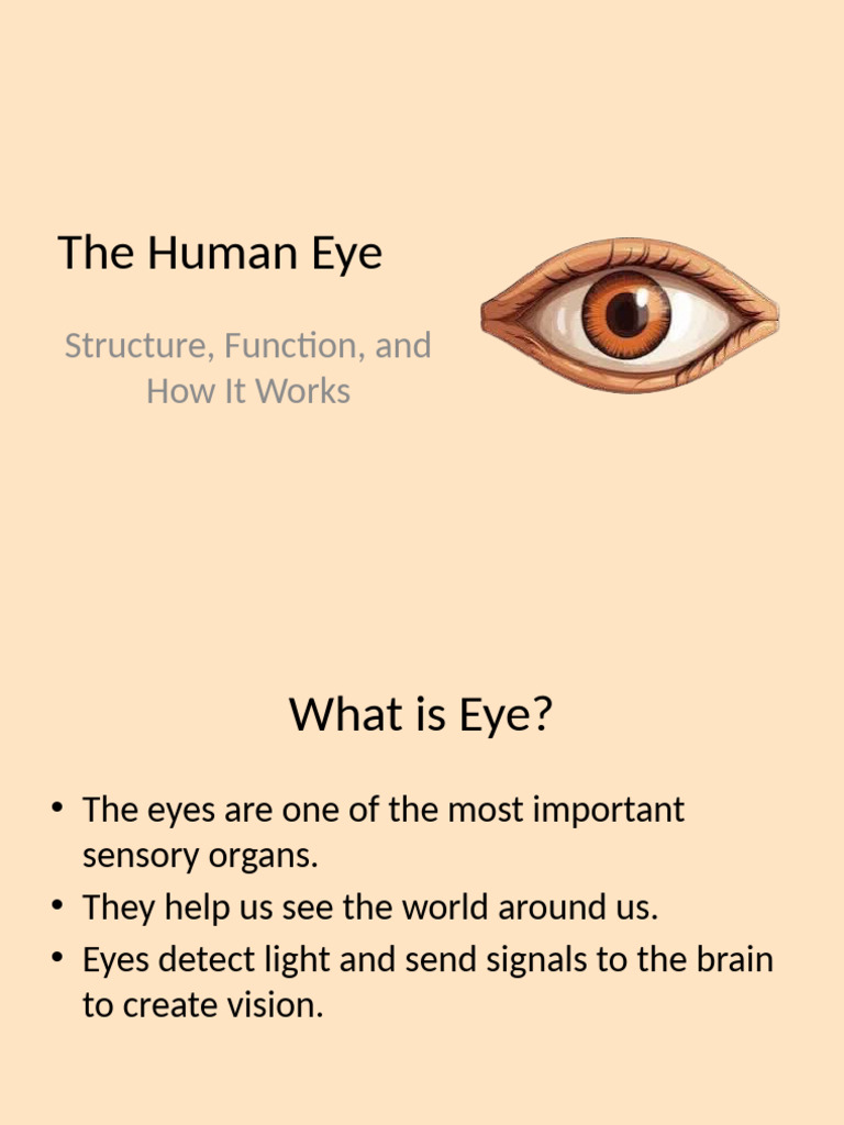 Eyes Presentation Updated | PDF