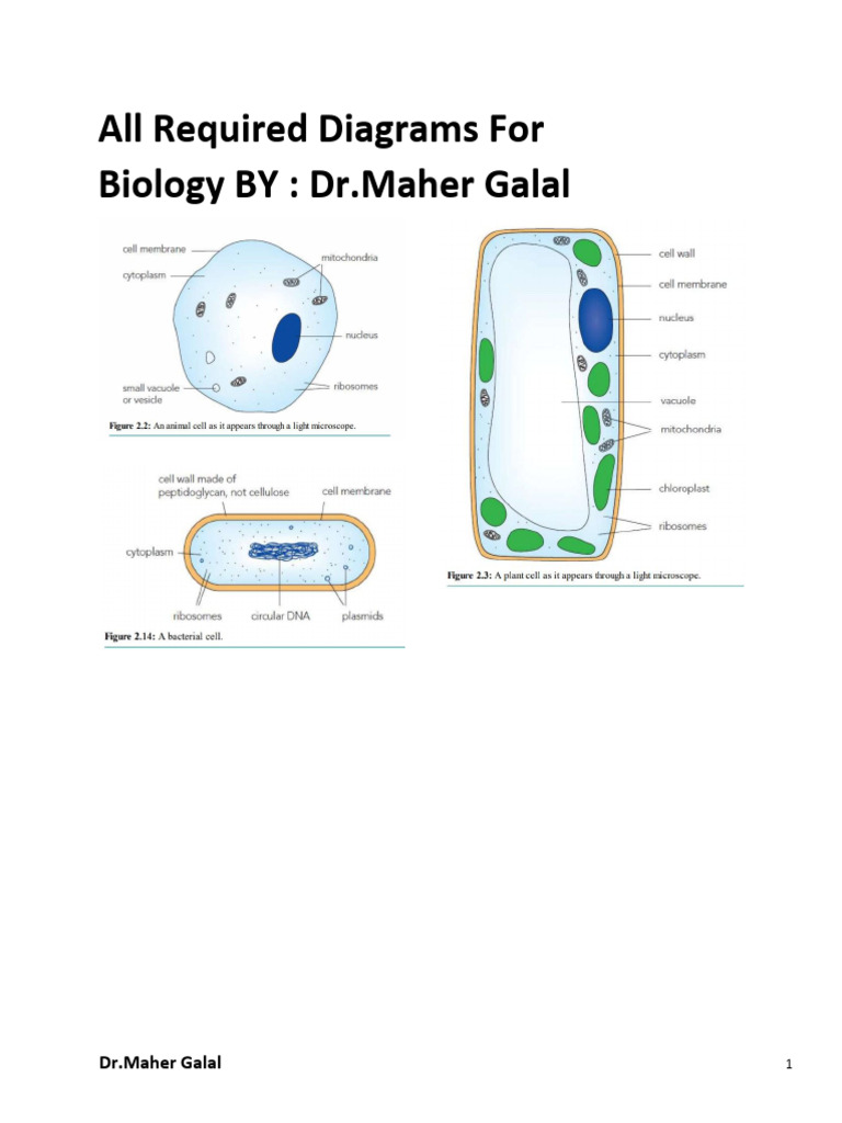 All Bio - Diagrams | PDF
