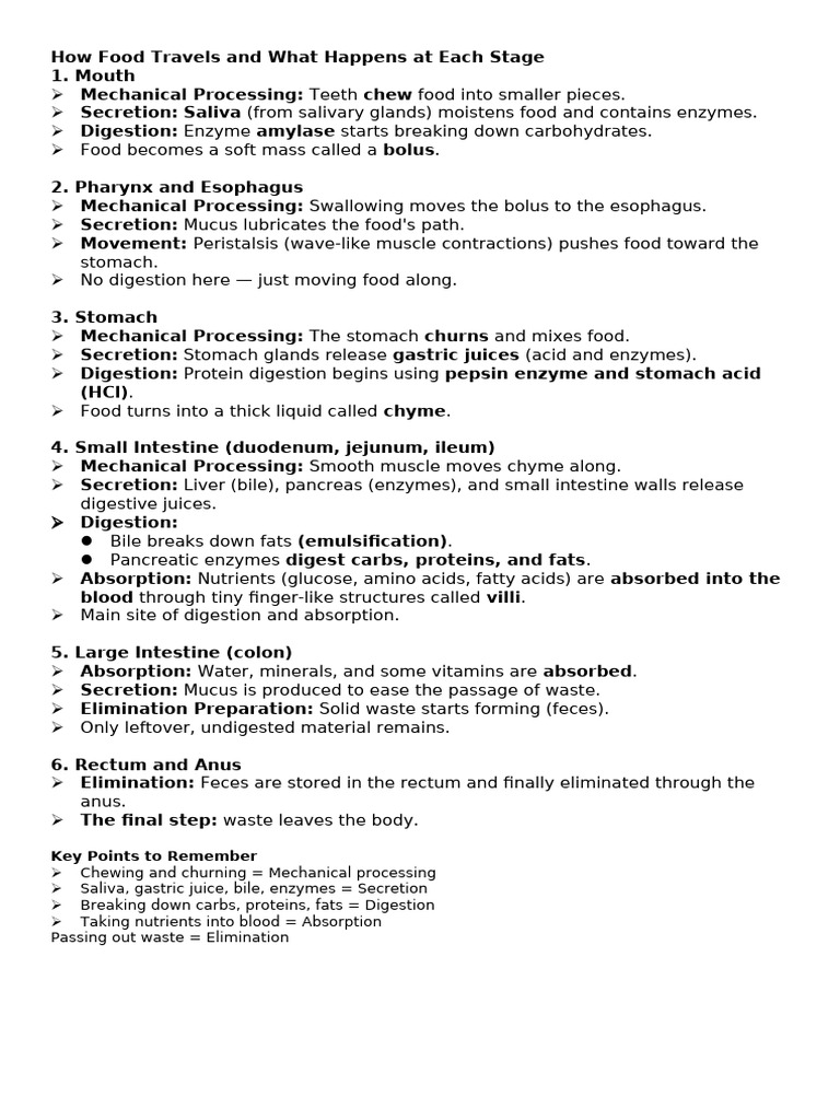 Food Journey: Stages of Digestion | PDF