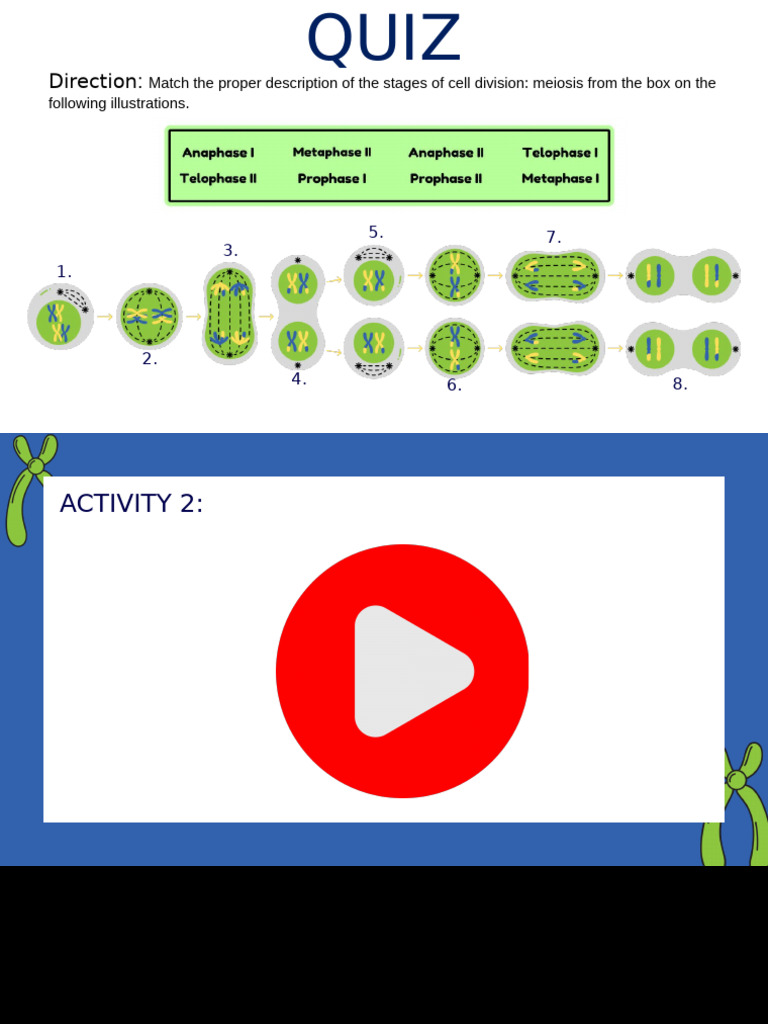 Comparison - Mitosis and Meiosis | PDF