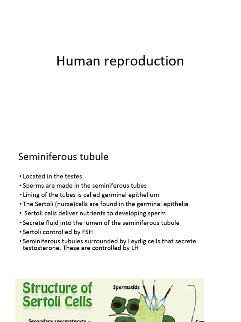 Human Reproduction Slides - Structre of Male and Female Systems | PDF