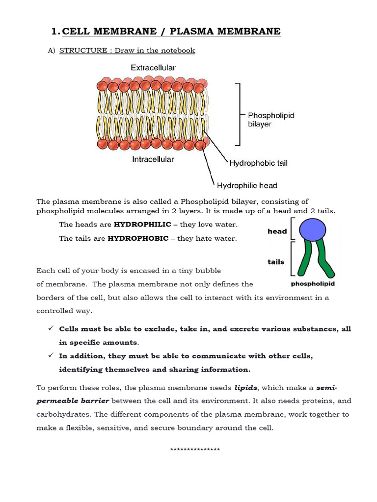 Cell Membrane Structure and Function | PDF