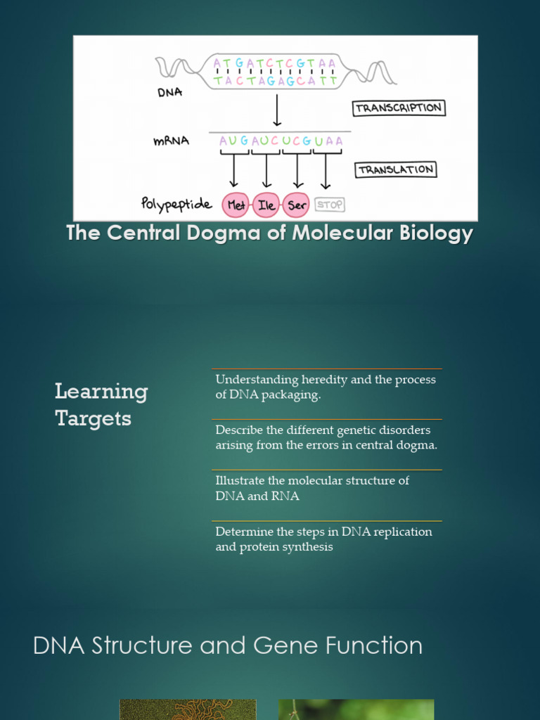Lesson 4 - Central Dogma of Molecular Biology | PDF | Translation ...