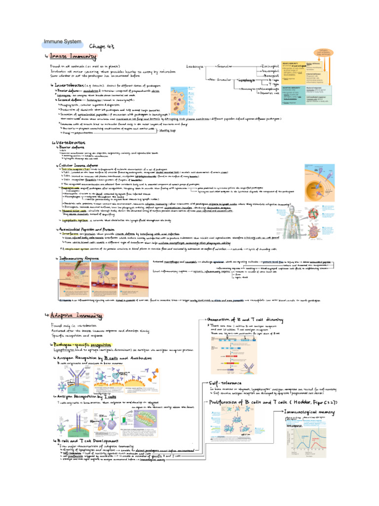 Overview of Immune System Functions | PDF | Immune System | Cell Biology