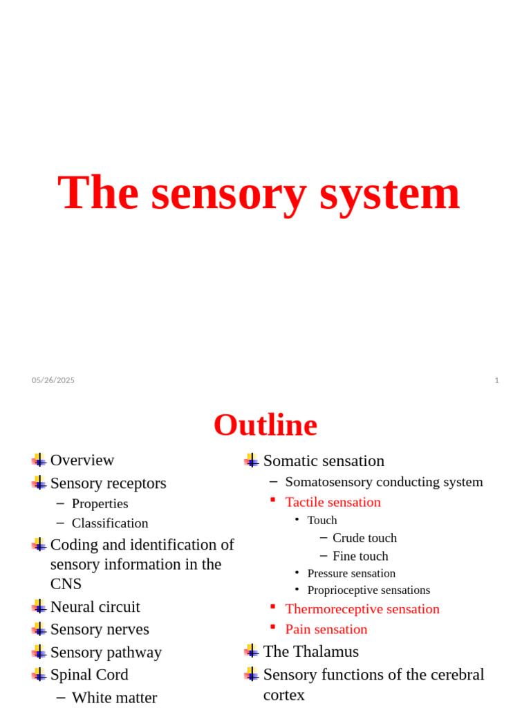 Understanding the Sensory System | PDF | Somatosensory System | Spinal Cord