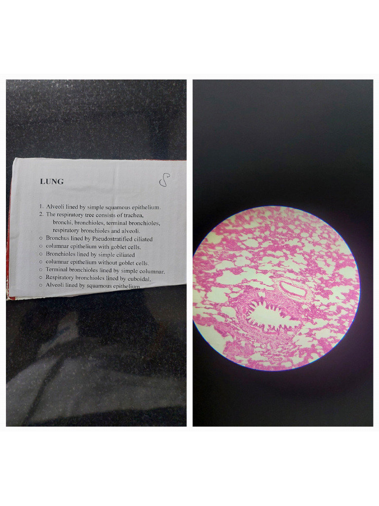 Histo Slides-2 | PDF