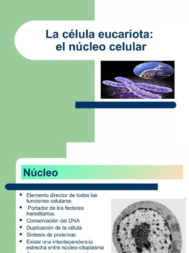 NUCLEO CELULAR | PDF