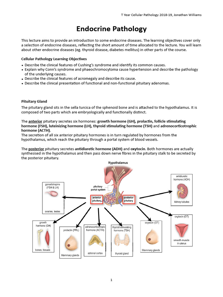 Endocrine Pathology | PDF | Adrenal Gland | Pituitary Gland