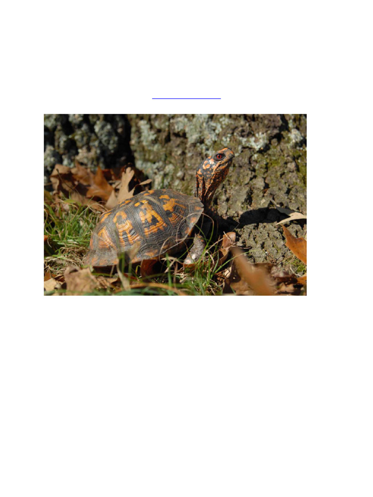 CI Worlds Tortoises Freshwater Turtles Global Conservation Strategy ...