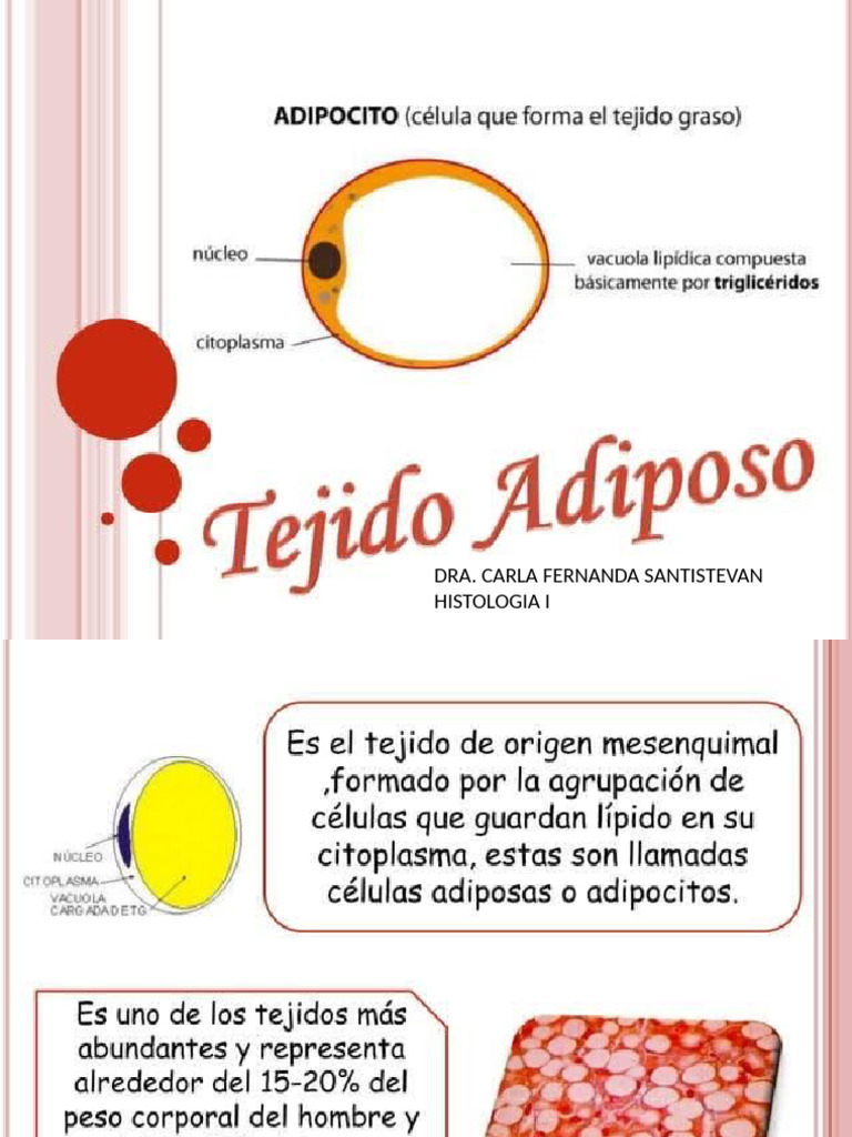Tejido Adiposo | PDF