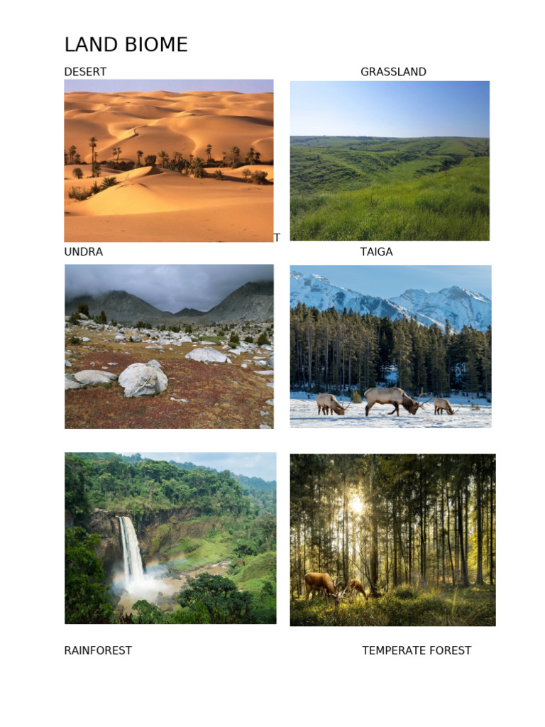 Desert Grassland | PDF