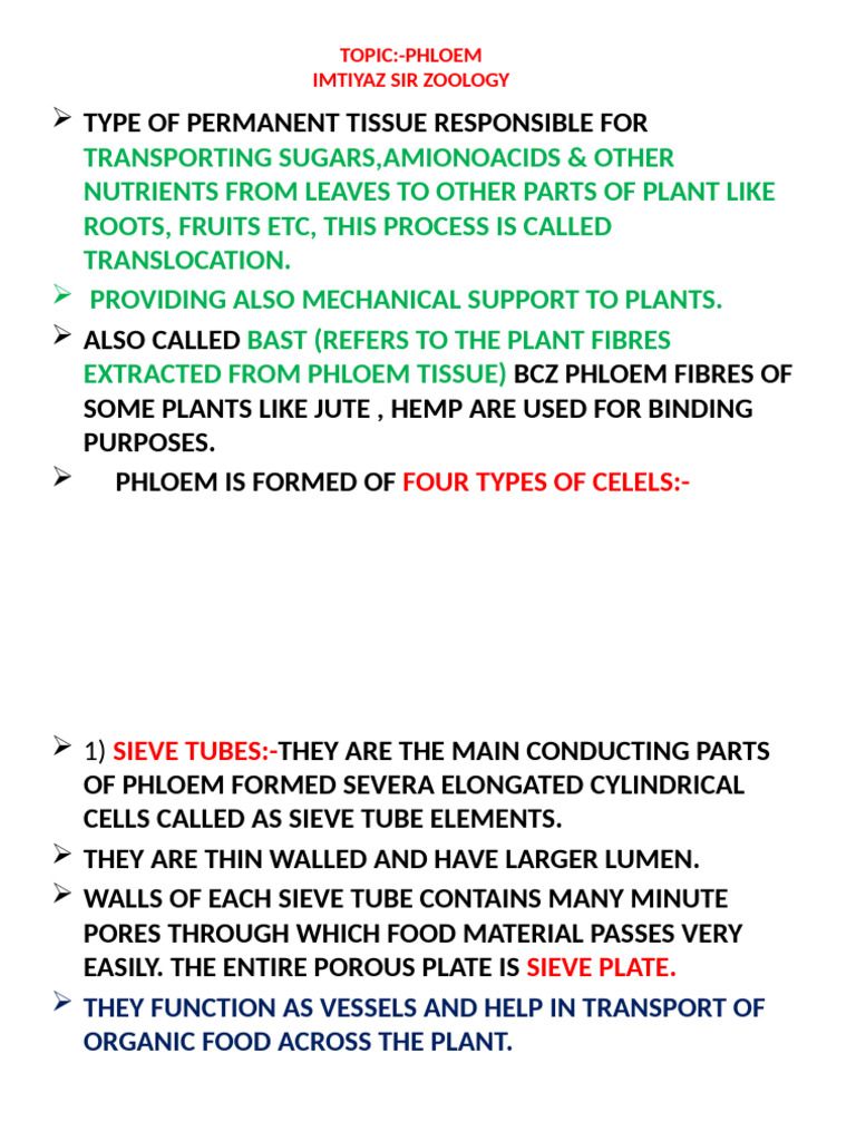 Phloem Tissue 072513 | PDF