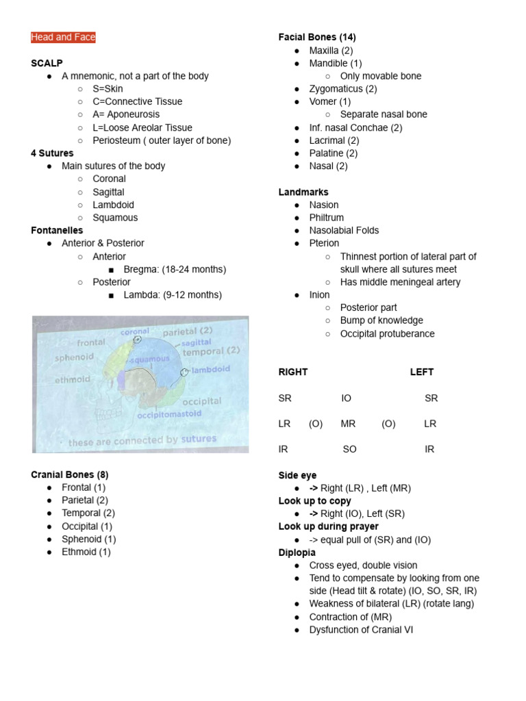 Head and Face Complete Version | PDF | Vertebra | Human Head And Neck