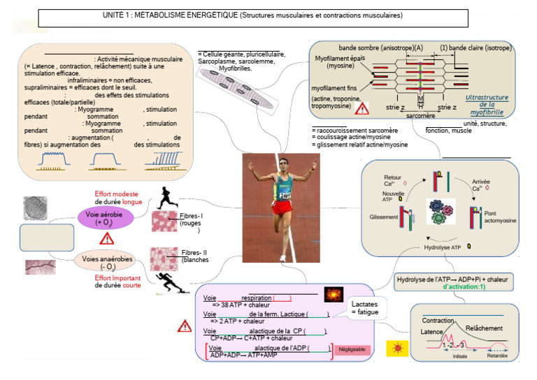 Mind Map - Métabolisme 2 | PDF | Contraction du muscle | Muscle