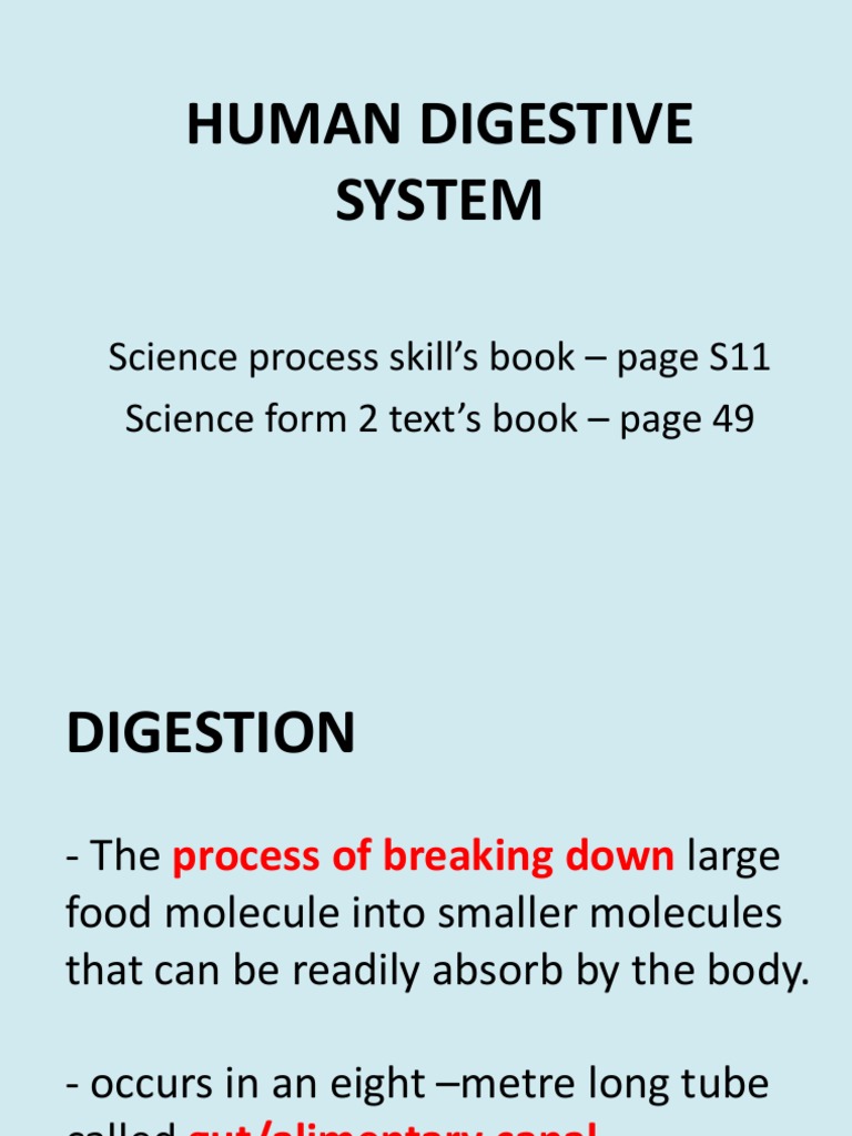Human Digestive System | PDF | Digestion | Human Digestive System