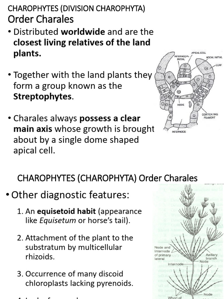 3 BIO 2801 lec 10 Algae 8 -Green Algae 5 Charophyta-Chara | PDF | Organisms | Plants