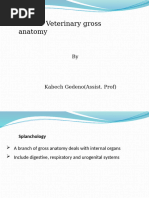 Cat Anatomy Overview and Organ Labels | PDF | Vertebra