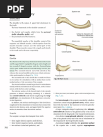 Label (Upper Limb Bone) | PDF | Musculoskeletal System | Human Anatomy