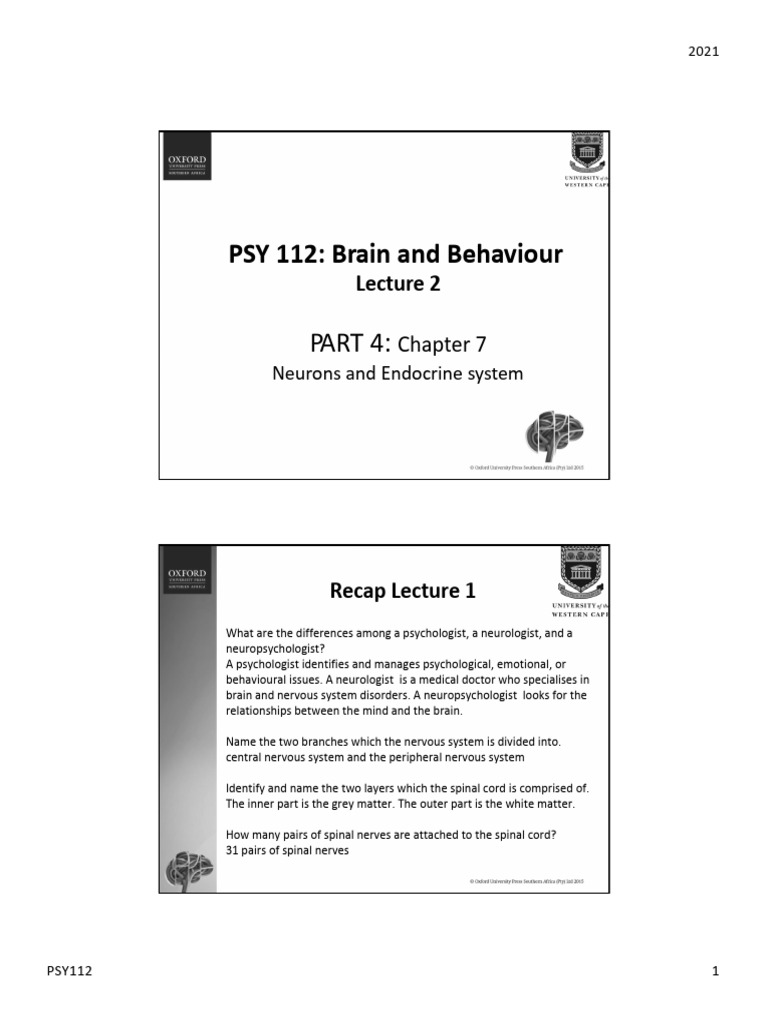 Lecture 2 - PSY112 - Neurons and Endocrine System | PDF | Neuron ...