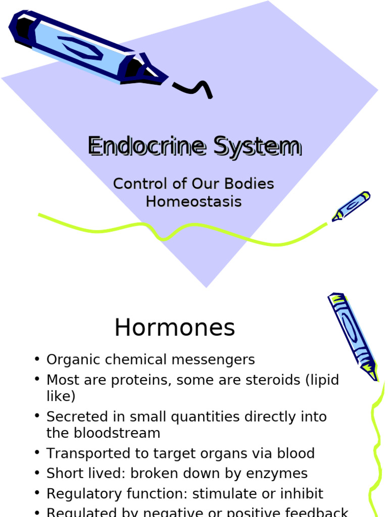 Human Endocrine System | PDF | Endocrine System | Hormone