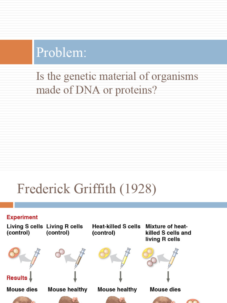 Ch. 13 DNA and Replication F17 2 | PDF | Dna Replication | Dna