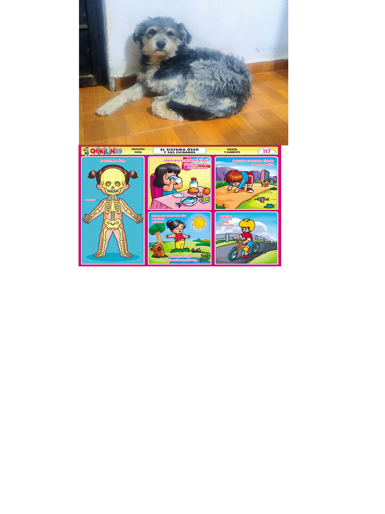 Oso | PDF