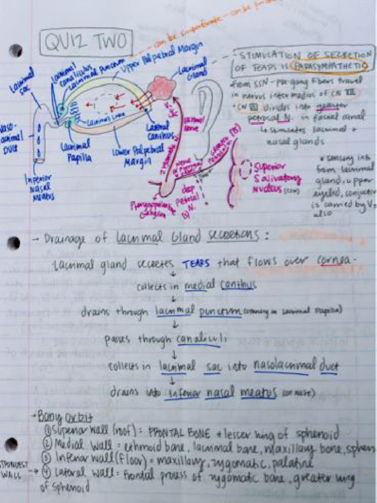 Anatomy in Depth 1 | PDF