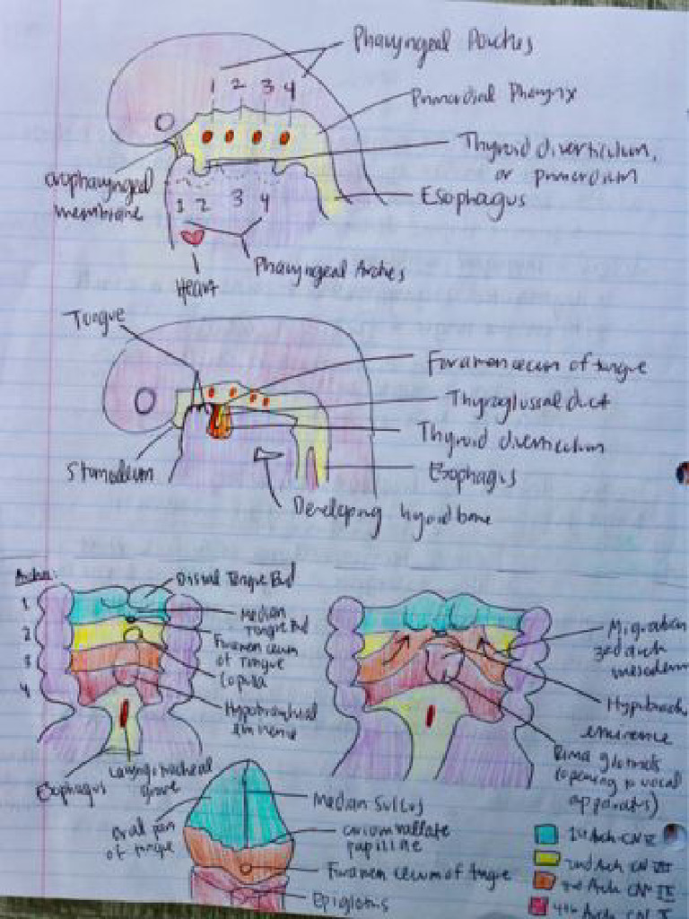 Anatomy in Depth 3 | PDF