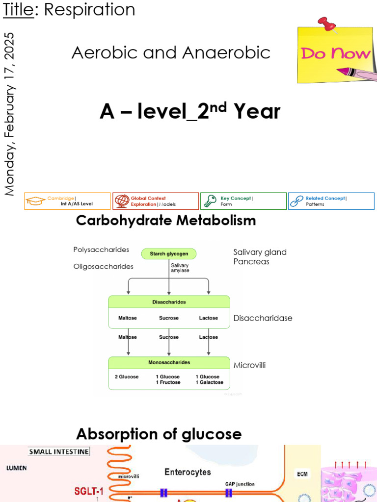 LS2 A-Level 2nd Year - Respiration | PDF | Cellular Respiration ...