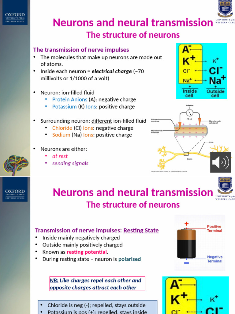 Lecture 2 - PSY112 - Neurons and Endocrine System - Part2 | PDF | Action Potential | Synapse