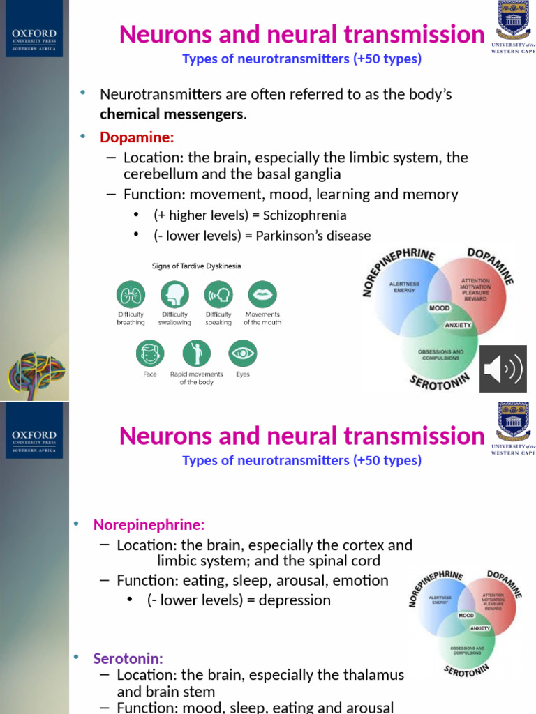 Lecture 2 - PSY112 - Neurons and Endocrine System - Part3 | PDF | Nervous System | Brain