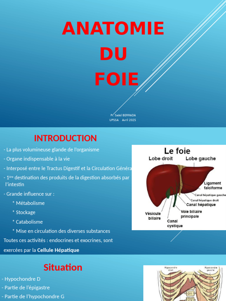 Anatomie du Foie Humain | PDF | Foie | Spécialités médicales