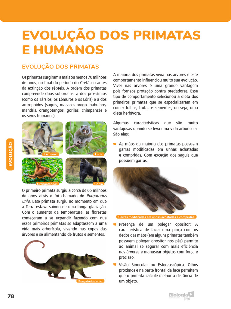 Evolução dos Primatas e Humanos | PDF | Lucy (Australopithecus) | Homo