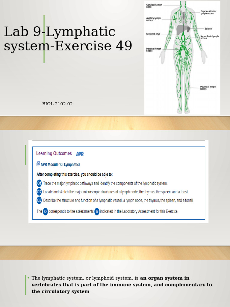 Lab 9-Lymphatic System - Exercise 49 | PDF | Lymph | Lymphatic System