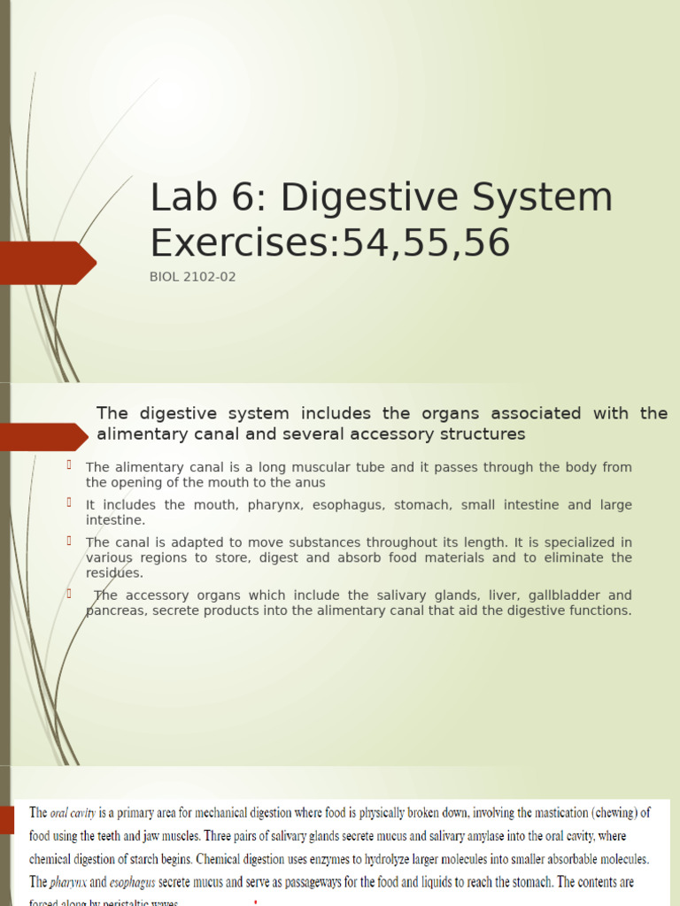 Lab 6 -Digestive System-Exercises 54-56 | PDF
