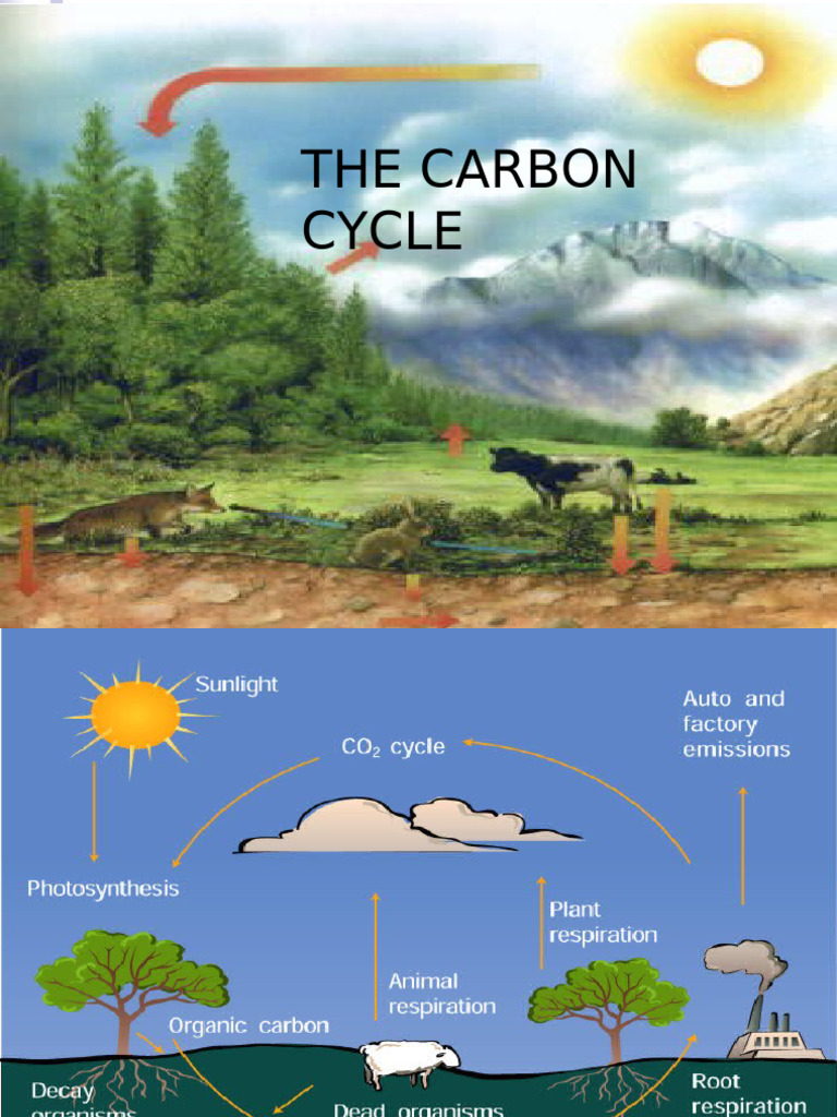 UNIT 1 - Carbon Cycle | PDF | Carbon | Carbon Cycle