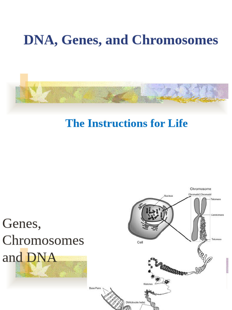 UNIT 3 - DNA Genes and Chromosomes | PDF | Chromosome | Sex