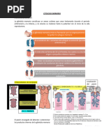 Histologia, Paaf y Células Mamarias | PDF | Epitelio | Biopsia