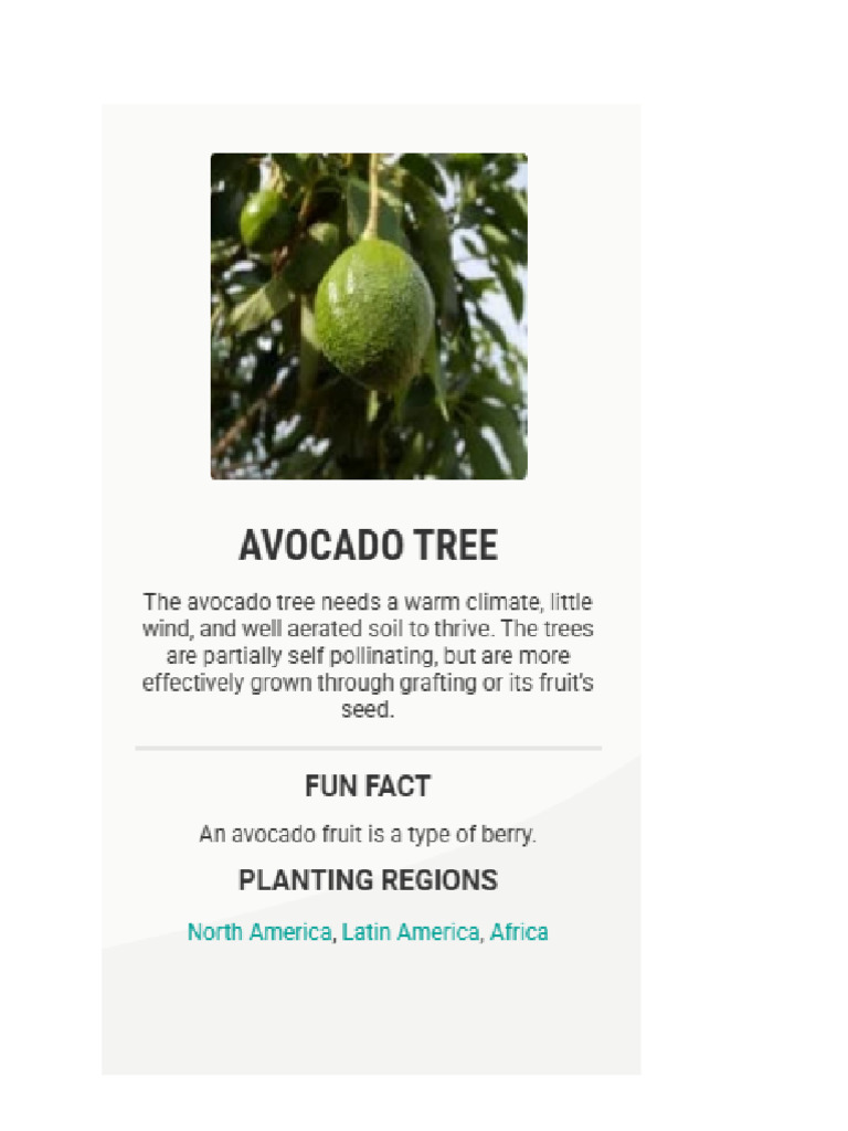 Avocado Tree | PDF