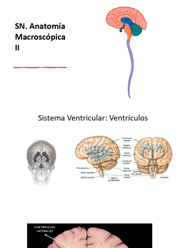 2 - SN - Anatomía Macro y Microscopica - 1C2025 | PDF