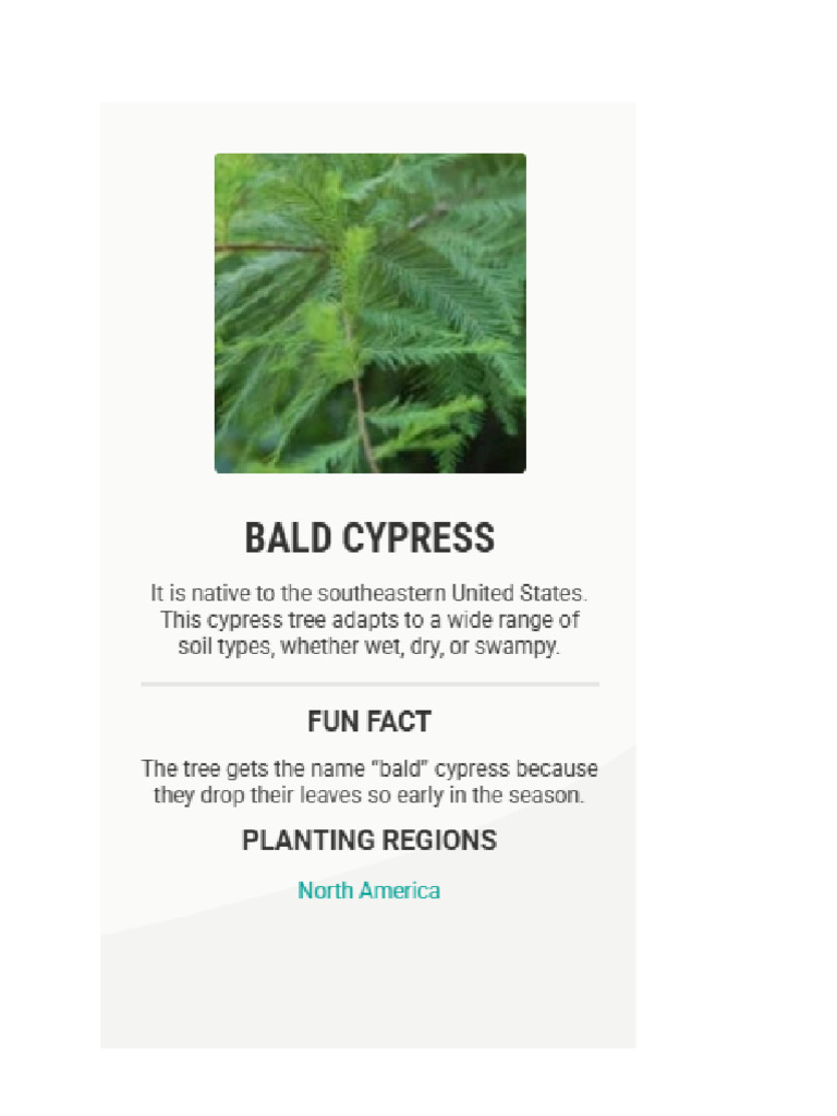 Bald Cypress | PDF