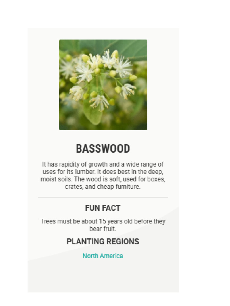 Basswood | PDF