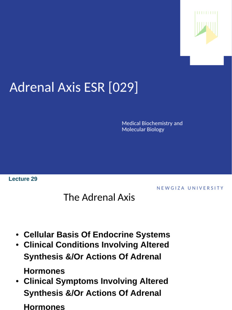 029 Normal Adrenal Axis 2024-2025 | PDF | Adrenal Gland ...
